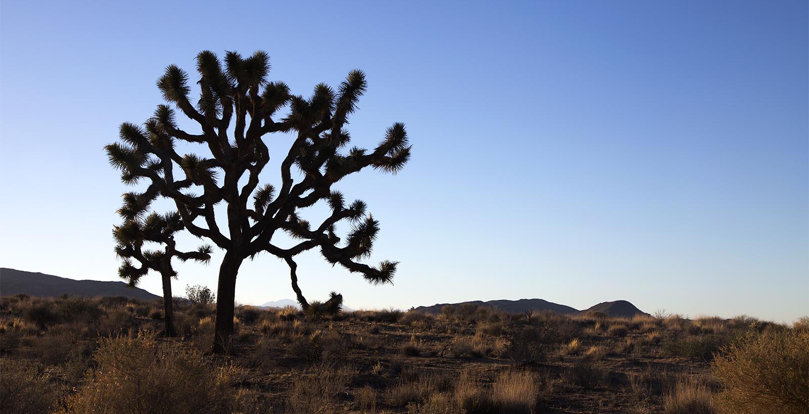 The unique charm of Joshua Tree National Park - We Do America!